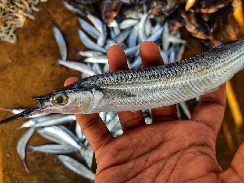 Single Needle Fish Strogylura Halfbeak Fish in Hand Stock Image - Image ...