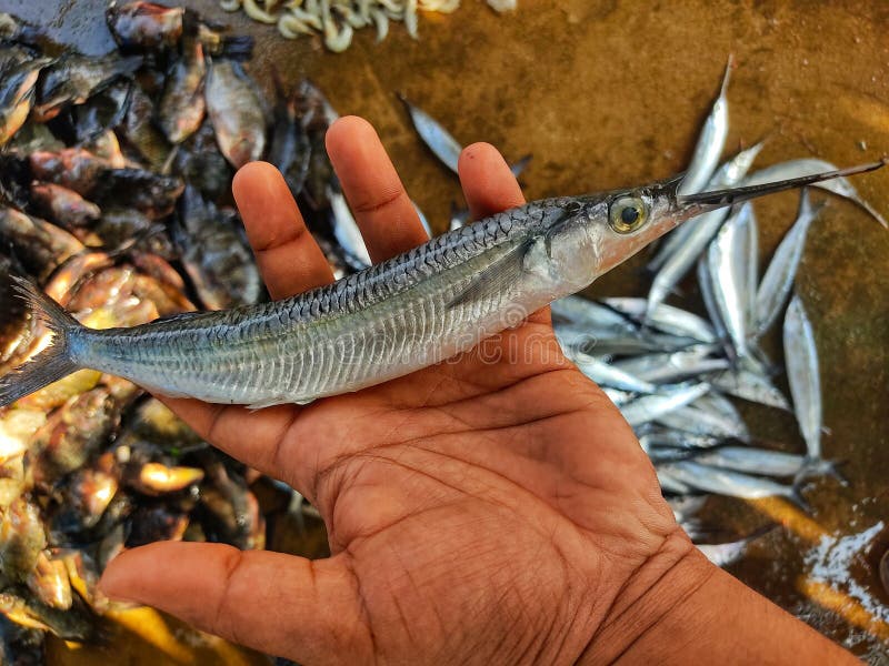 Single Needle Fish Strogylura Halfbeak Fish in Hand Stock Image - Image ...