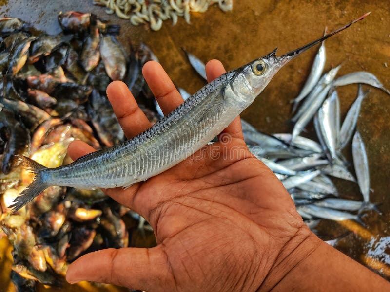 Single Needle Fish Strogylura Halfbeak Fish in Hand Stock Image - Image ...