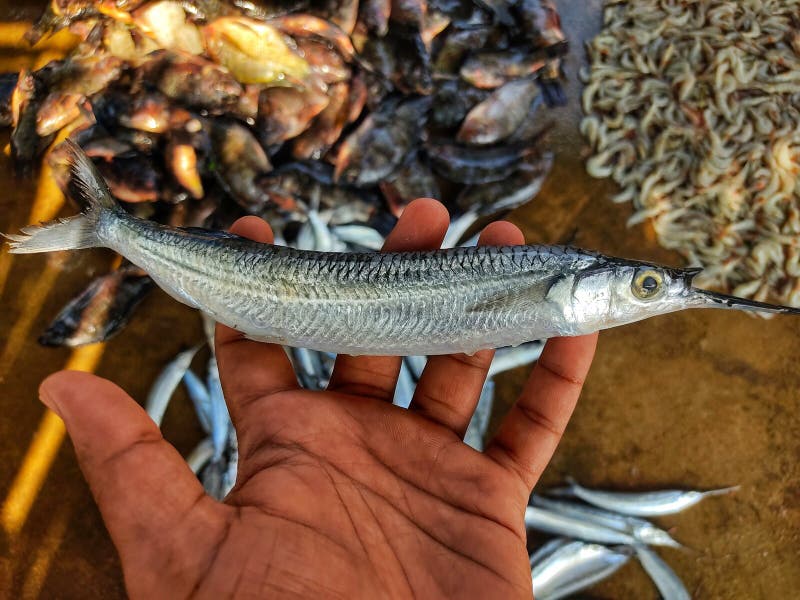Single Needle Fish Strogylura Halfbeak Fish in Hand Stock Photo - Image ...