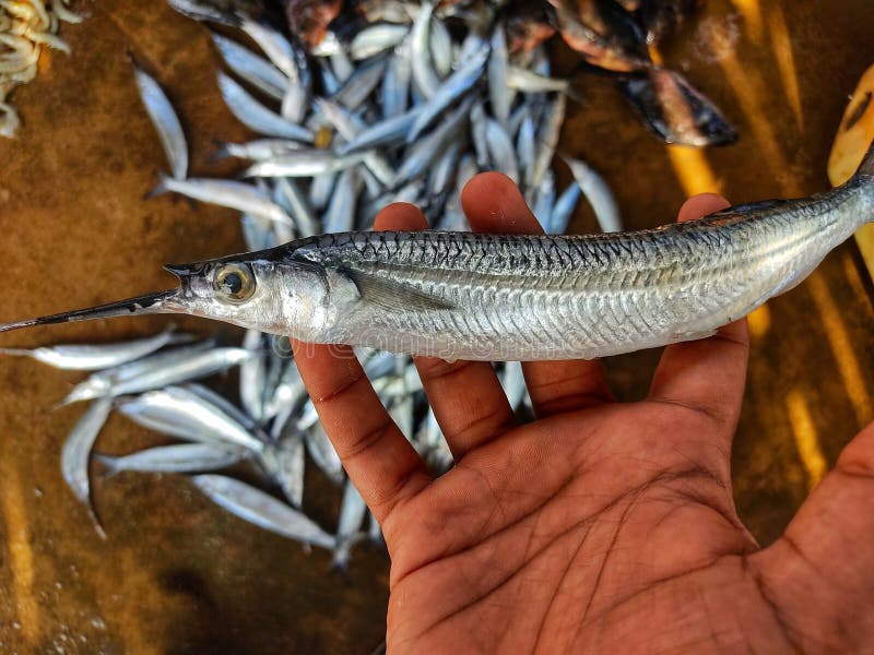 Single Needle Fish Strogylura Halfbeak Fish in Hand Stock Photo - Image ...