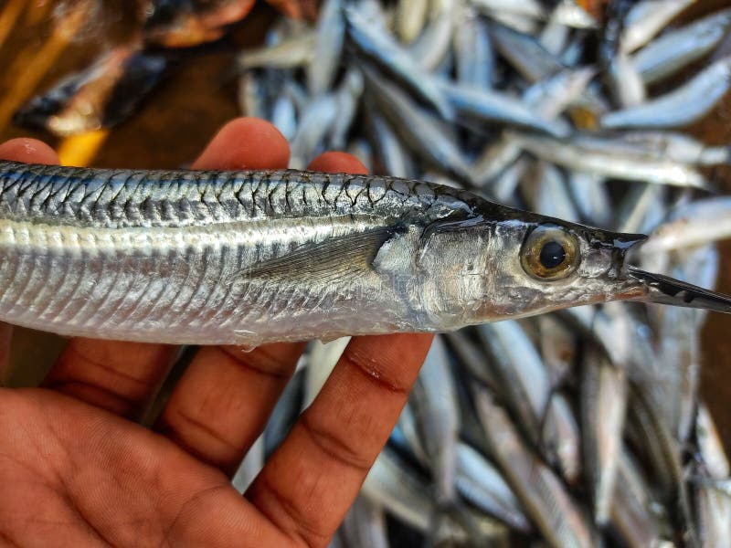 Single Needle Fish Strogylura Halfbeak Fish in Hand Stock Image - Image ...