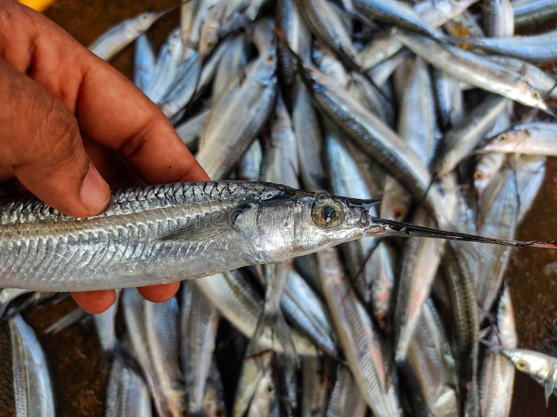 Single Needle Fish Strogylura Halfbeak Fish in Hand Stock Image - Image ...