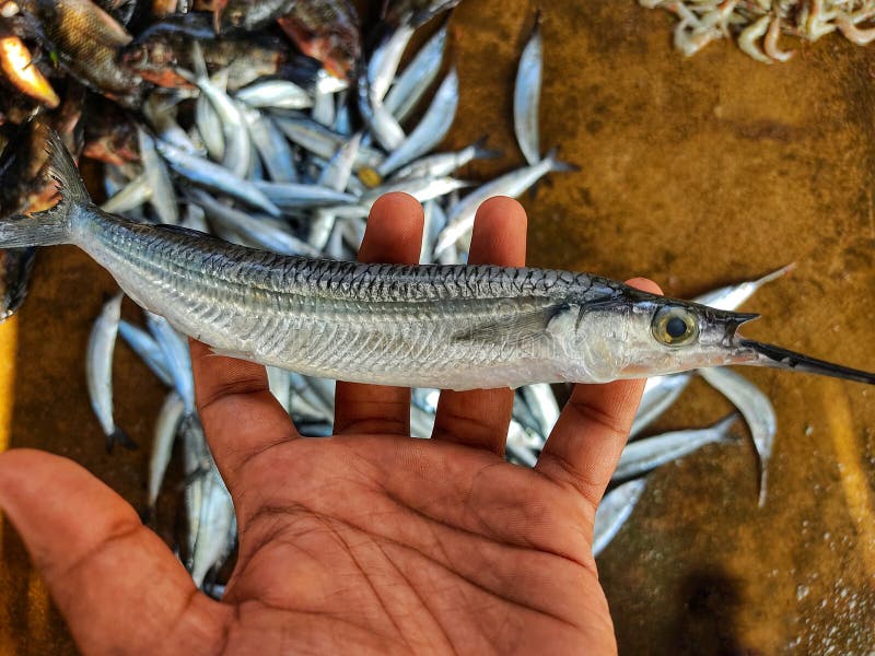 Single Needle Fish Strogylura Halfbeak Fish in Hand Stock Photo - Image ...
