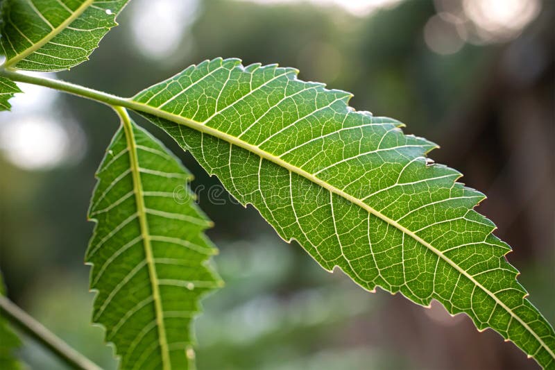 A Single Neem Leaf with Intricate Veins Stock Illustration ...