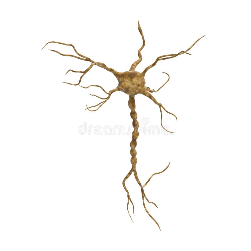 Single Neuron Stock Illustrations – 190 Single Neuron Stock ...