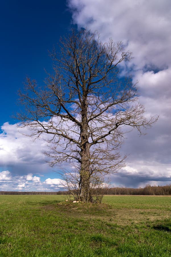 Single No Leaf Tree in Field. Clouds Above Stock Photo - Image of ...
