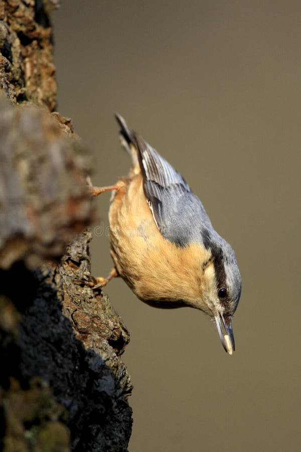 Single Nuthatch Bird on a Tree Branch during a Spring Nesting Period ...