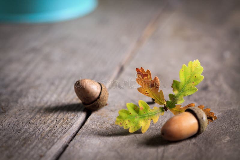 Single Oak Acorn and Leaves Stock Image - Image of beautiful, park ...