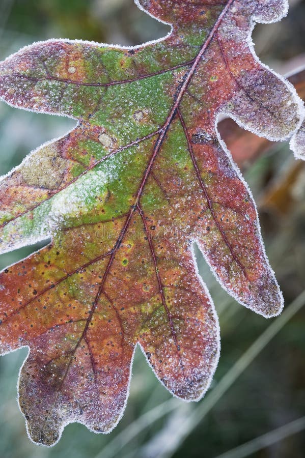 Single oak leaf. stock image. Image of scalloped, forest - 21717915