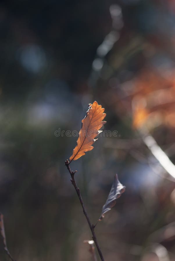 Winter Oak Leaf stock image. Image of glowing, forest - 130884595