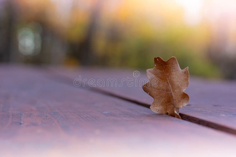 Single oak leaf in nature stock photo. Image of object - 203355276