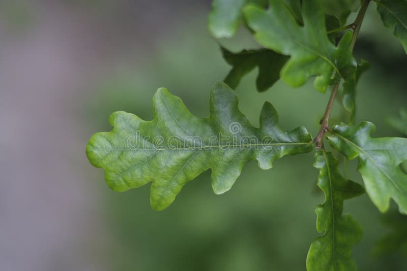 A single oak leaf stock image. Image of background, single - 187672393
