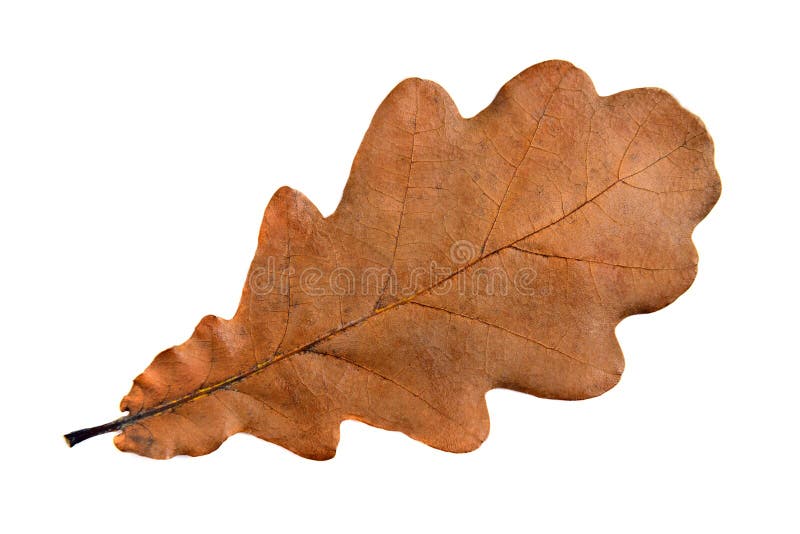 Single oak leaf stock image. Image of autamn, macro, white - 59643165