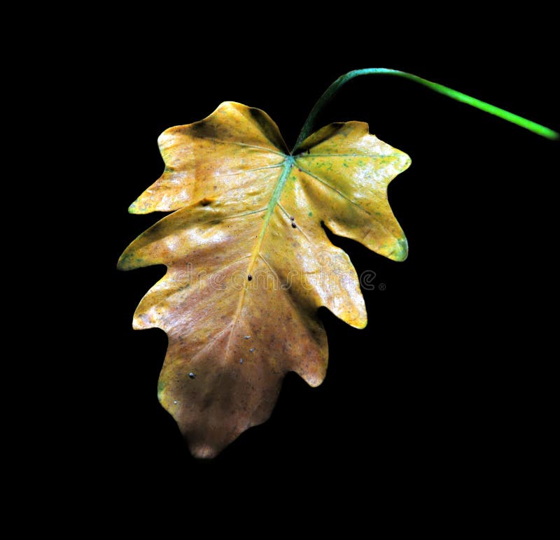 Single oak leaf stock photo. Image of colour, tree, macro - 87977376