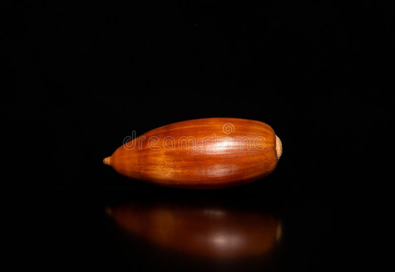 Single Oak Seed on Black Background with Reflection Stock Image - Image ...