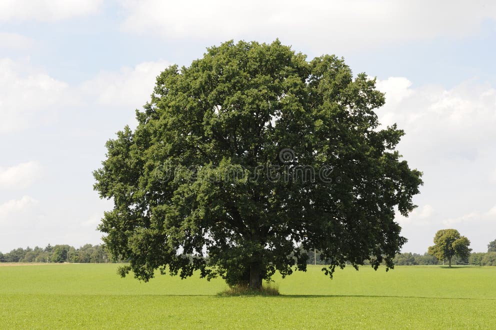 Single oak tree stock image. Image of agriculture, countryside - 14364381