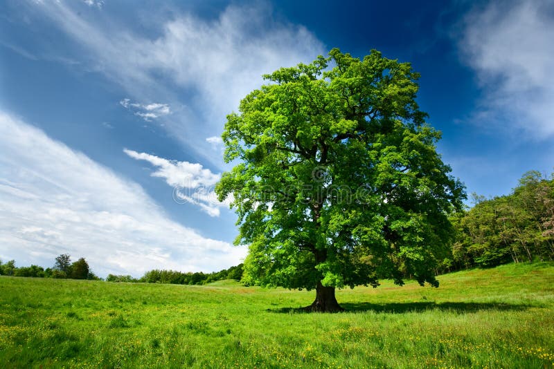 Single oak tree stock image. Image of rural, forest, meadow - 14456501