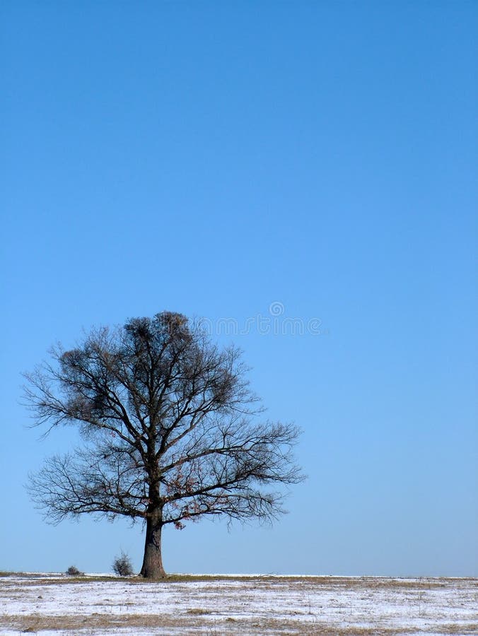 Single oak tree stock photo. Image of december, bark, rise - 438210