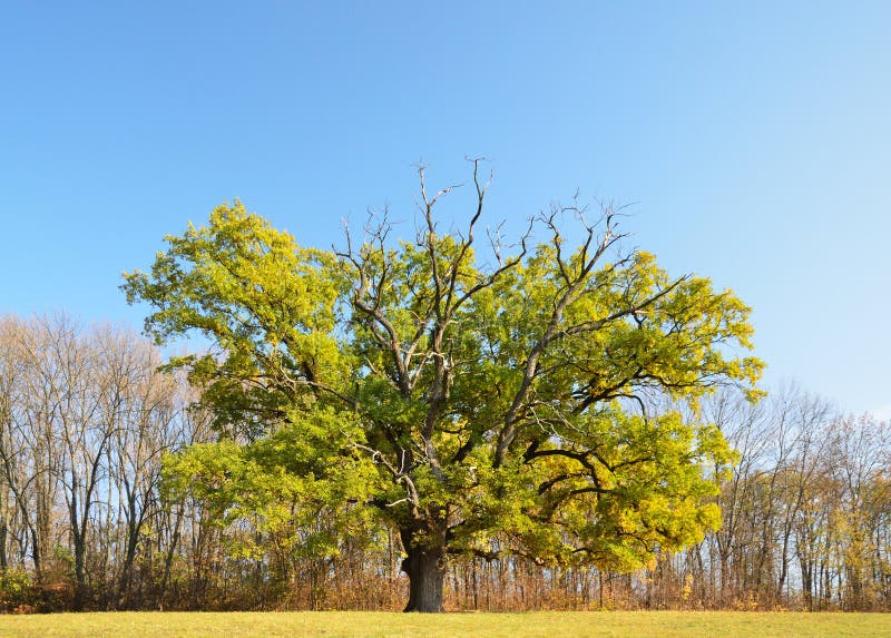 Single Oak Tree In The Autumn Glade Stock Image - Image of tree, yellow ...