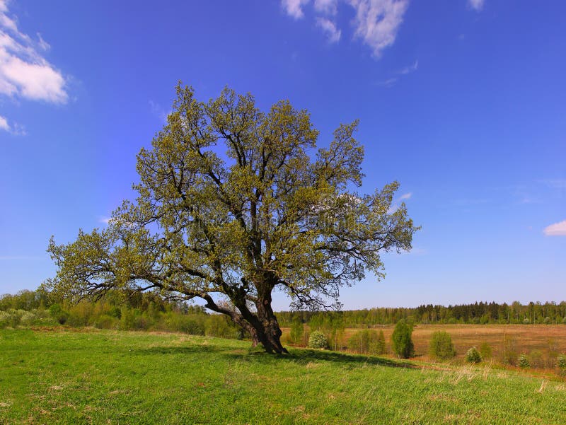 Single Oak Tree on the Field. Stock Image - Image of nature, rural ...