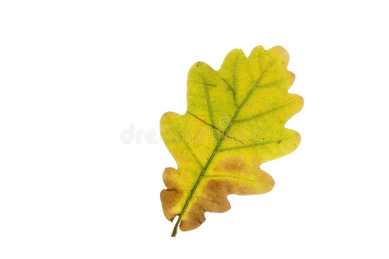 Single Oak Tree Leaf in Autumn Stock Image - Image of single, vivid ...