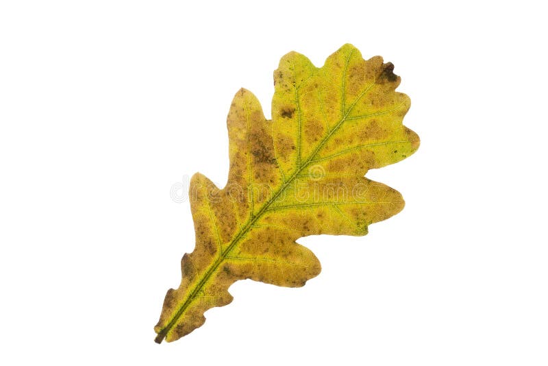 Single Oak Tree Leaf in Autumn Stock Image - Image of vivid, tree: 80132559