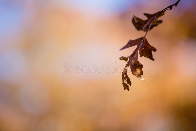 Single Oak Tree Leaf Close Up Stock Image - Image of golden, colored ...