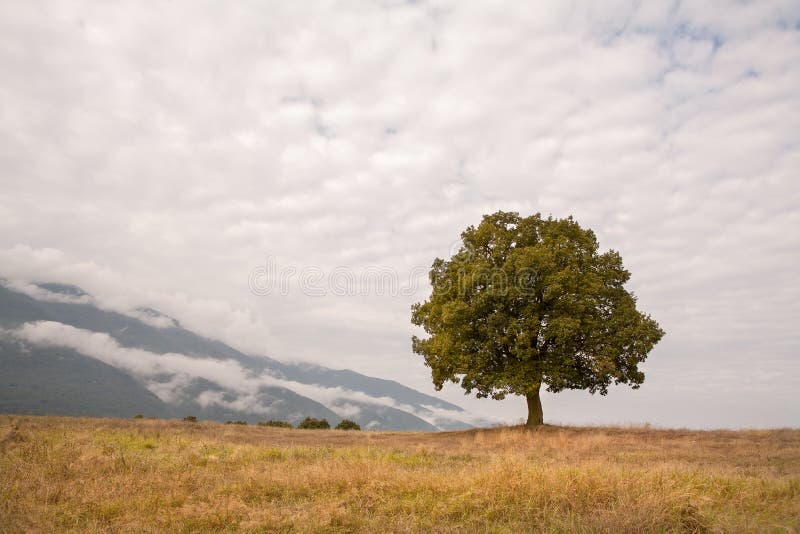 Single oak tree stock photo. Image of foliage, countryside - 65908130