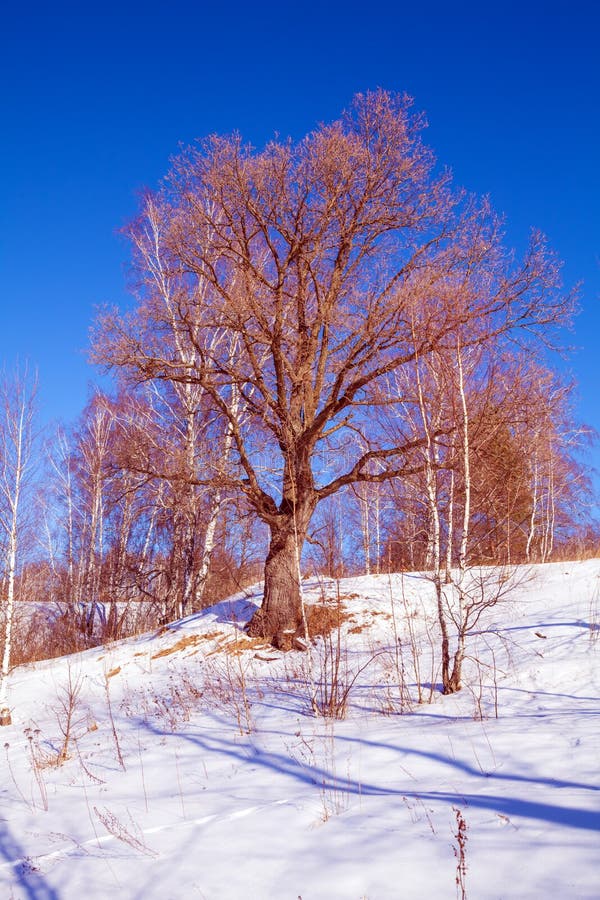Single Oak Tree at Snowy Slope Landscape Stock Photo - Image of snow ...