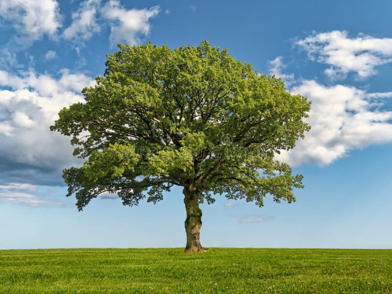 250+ Single oak tree Free Stock Photos - StockFreeImages