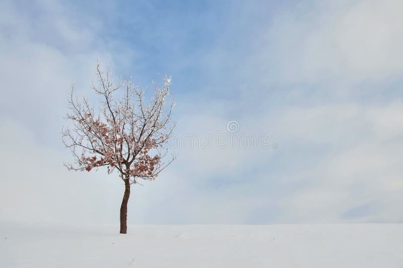 Single Oak Tree in Winter with Dried Leaves on Branches Stock Image ...