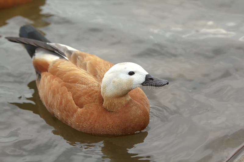 Single Ogar stock photo. Image of wild, ogar, waterfowl - 53654774