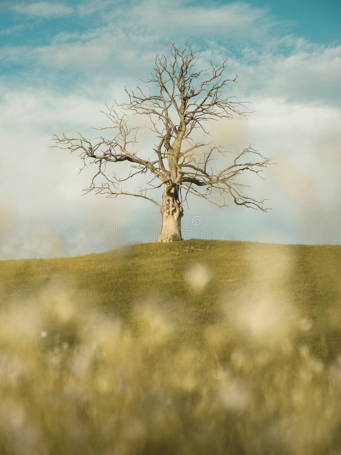Single Old Bare Oak Tree in a Field Stock Photo - Image of country ...