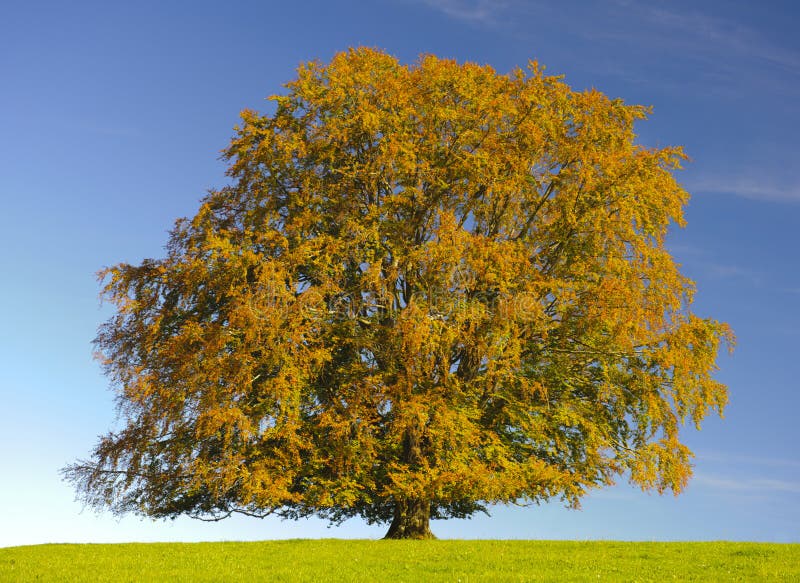 Single Old Beech Tree in Medow at Fall Stock Photo - Image of ...