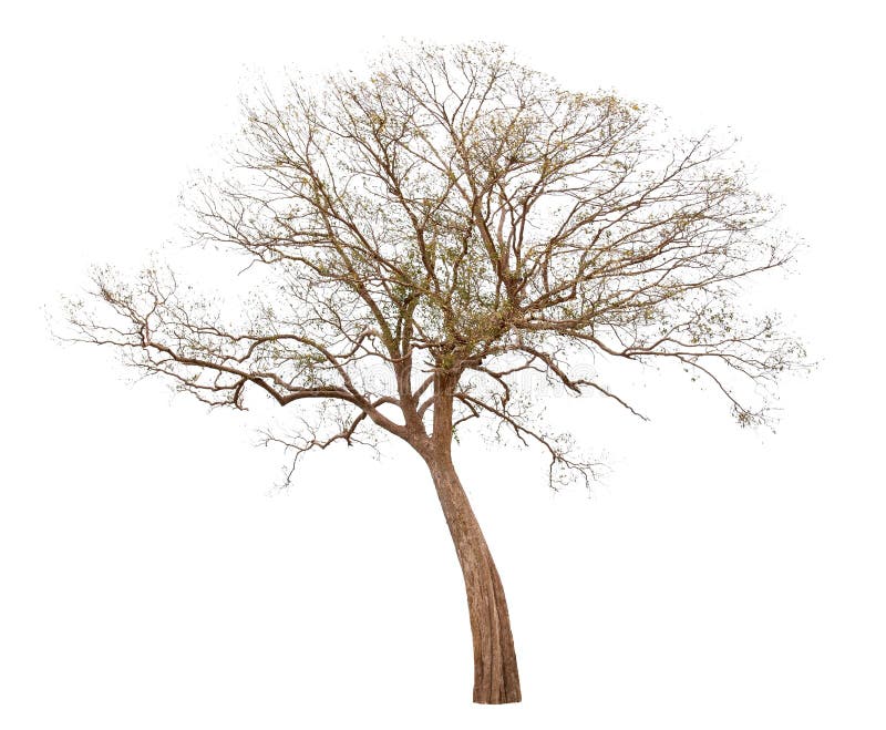 15,325 Dead Trees Summer Stock Photos - Free & Royalty-Free Stock ...