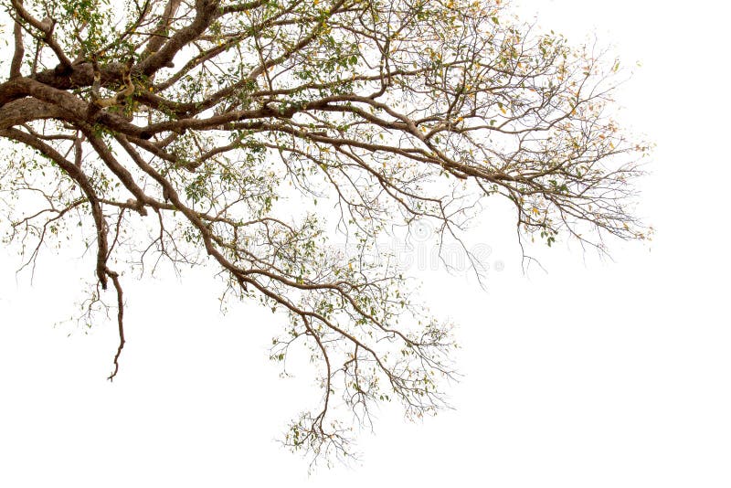 Single Old Big and Dead Tree Dead Isolated on White Background. Stock ...