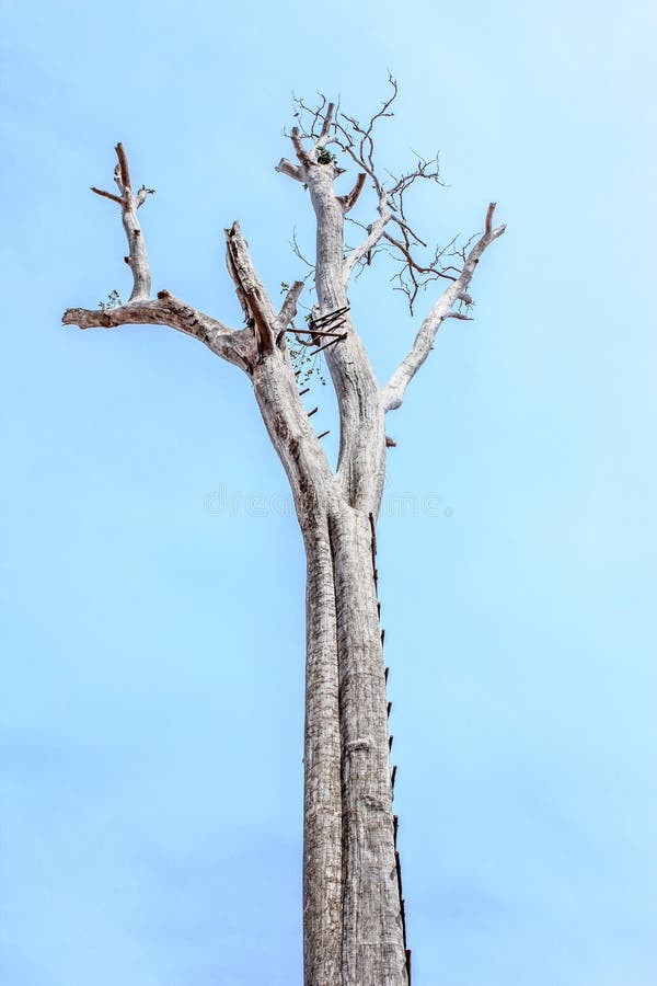 Single Old and Dead Tree with Blue Sky Stock Photo - Image of leafless ...