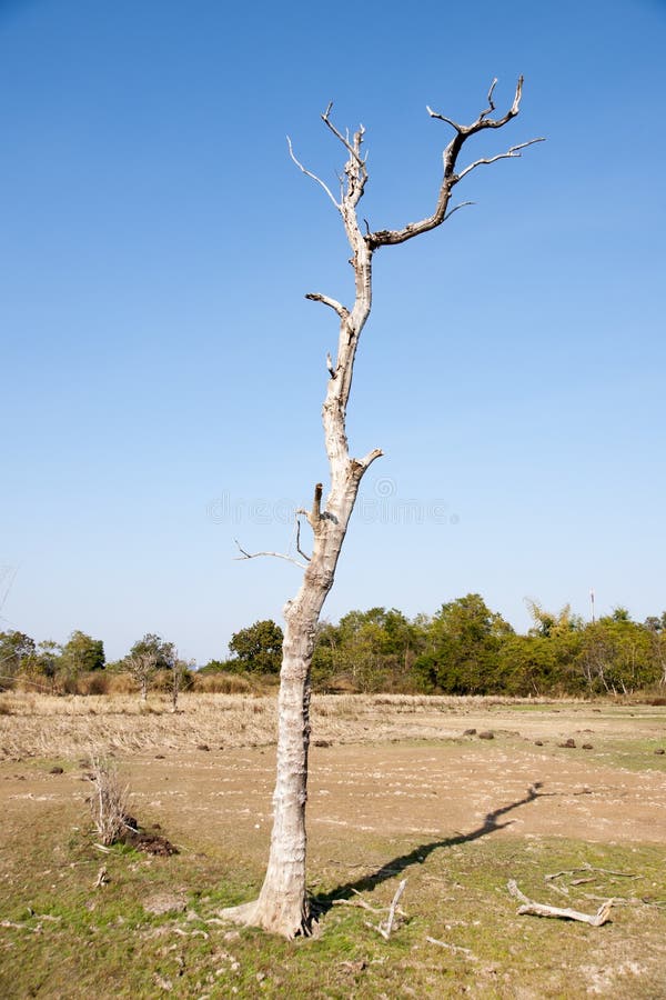 Single old and dead tree stock image. Image of concept - 36921619