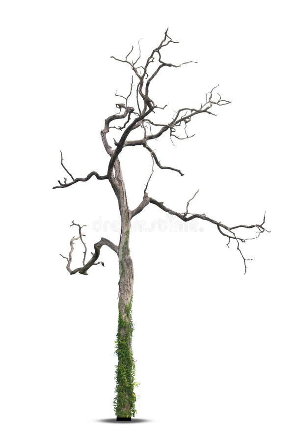 Single Old and Dead Tree Isolated Stock Photo - Image of background ...