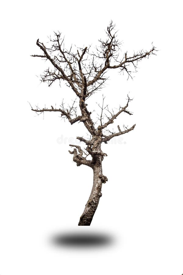Single Old and Dead Tree Isolated on White Background Stock Photo ...