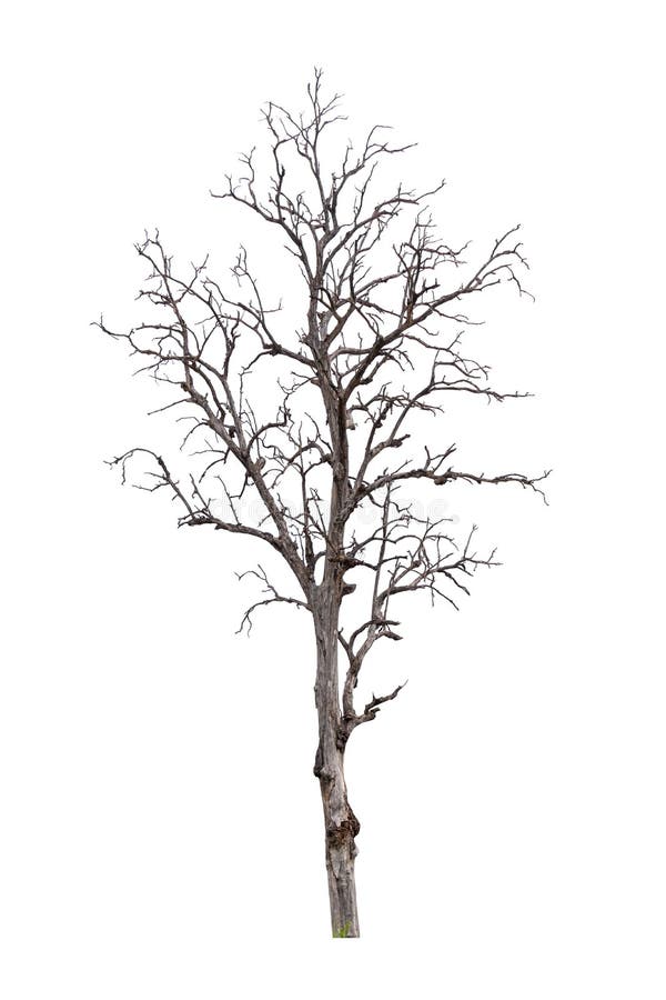 Single Old and Dead Tree Isolated Stock Photo - Image of tree, bark ...