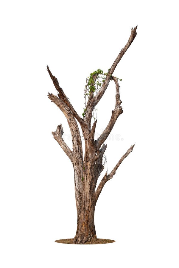 Single Old and Dead Tree Isolated Stock Photo - Image of background ...
