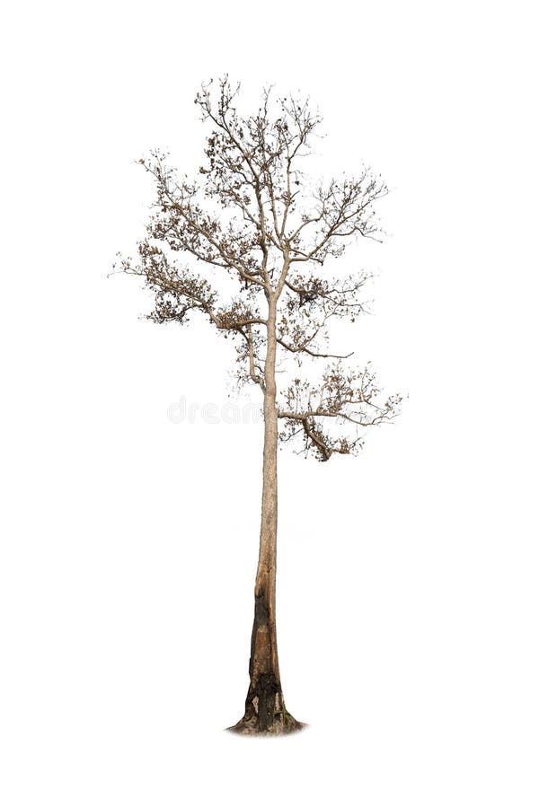 Single Old Big and Dead Tree Dead Isolated on White Background. Stock ...
