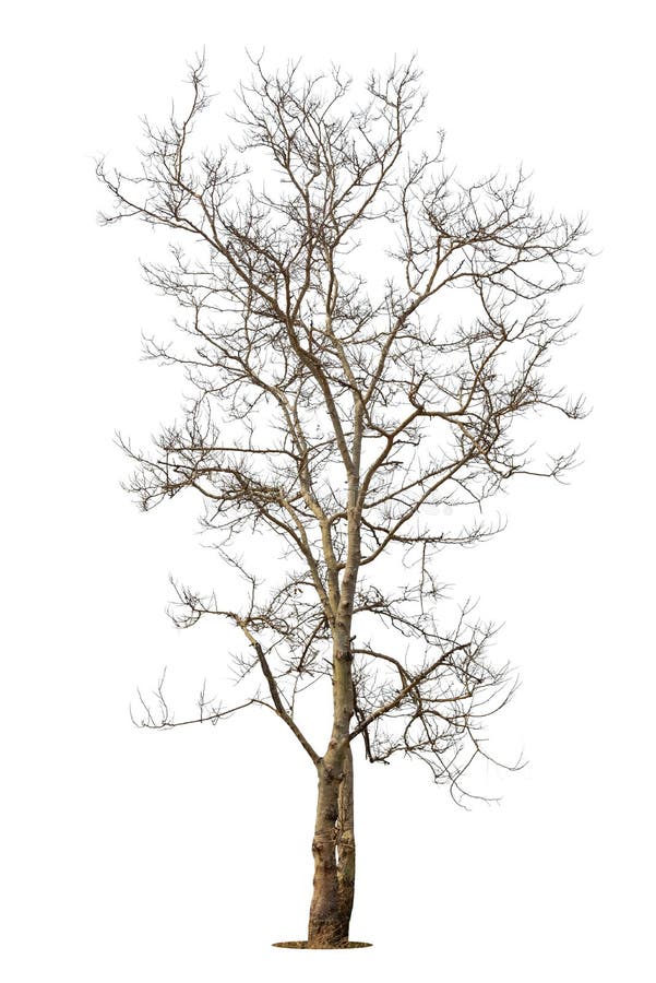 Single Old and Dead Tree Isolated on White Background Stock Photo ...