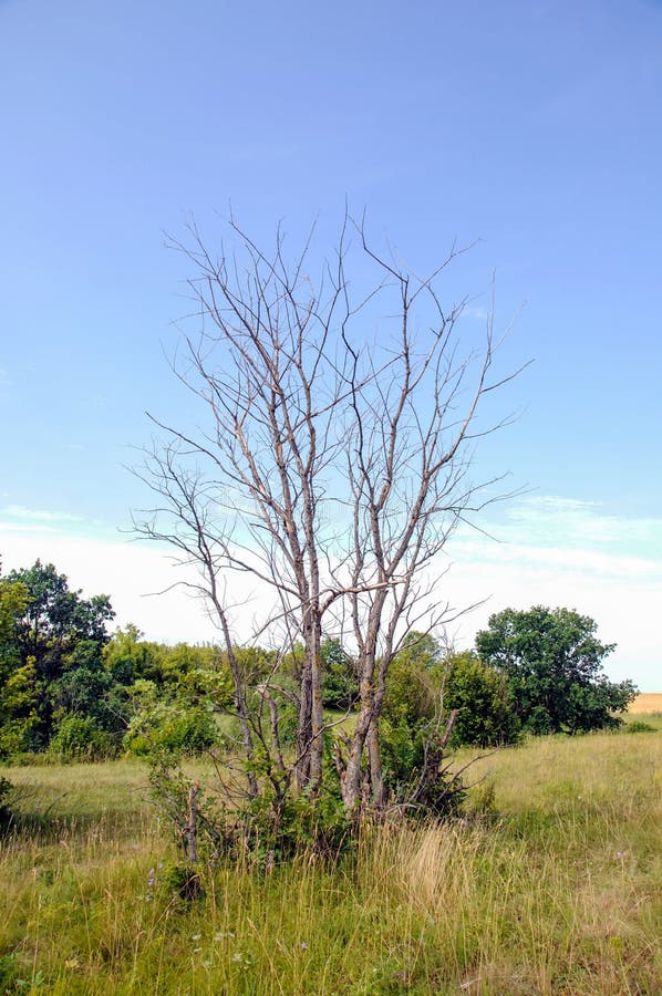 Single old and dead tree stock image. Image of lonely - 116333841