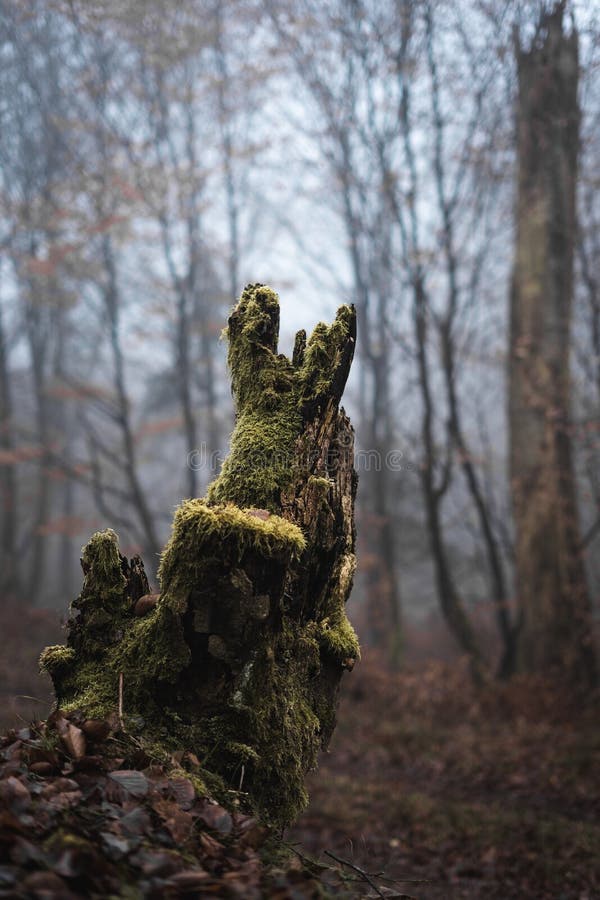 Single Old Rotten Tree with Moss Stock Photo - Image of mossy, forest ...