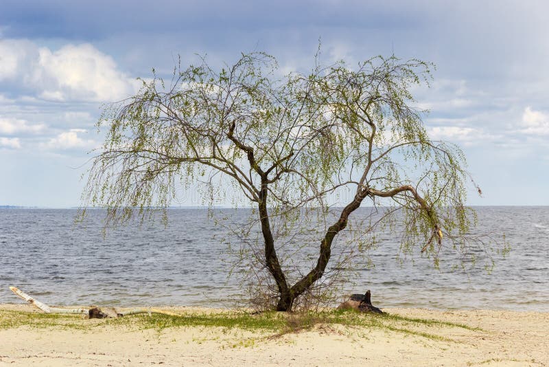 Single Old Willow on the Reservoir Shore in Springtime Stock Image ...