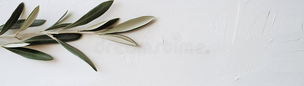 A Single Olive Branch Rests Gently on a Matte White Surface, Surrounded ...