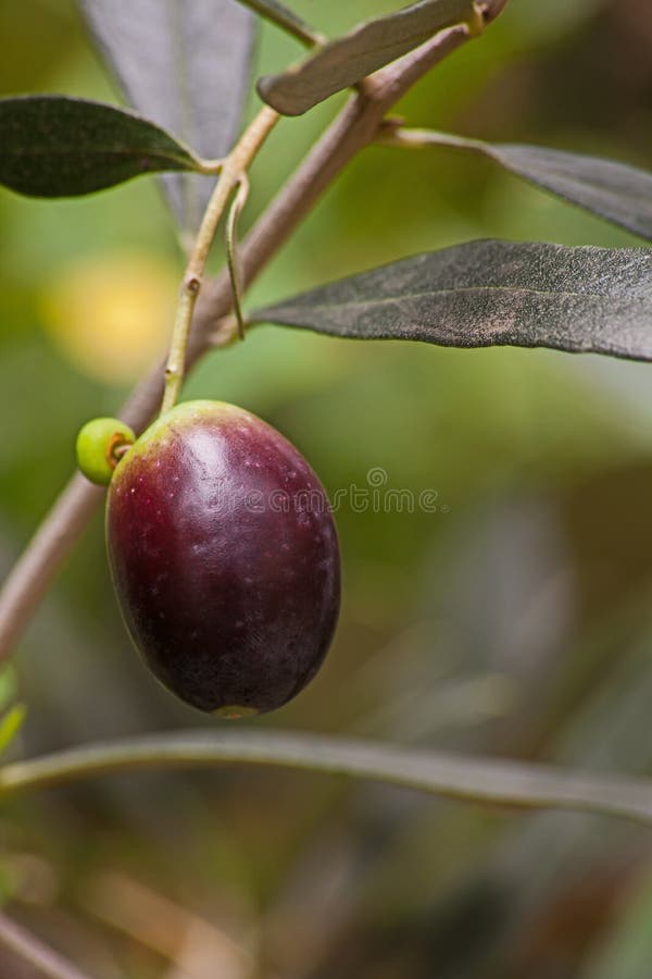 Single olive fruit 6061 stock image. Image of agriculture - 193122547